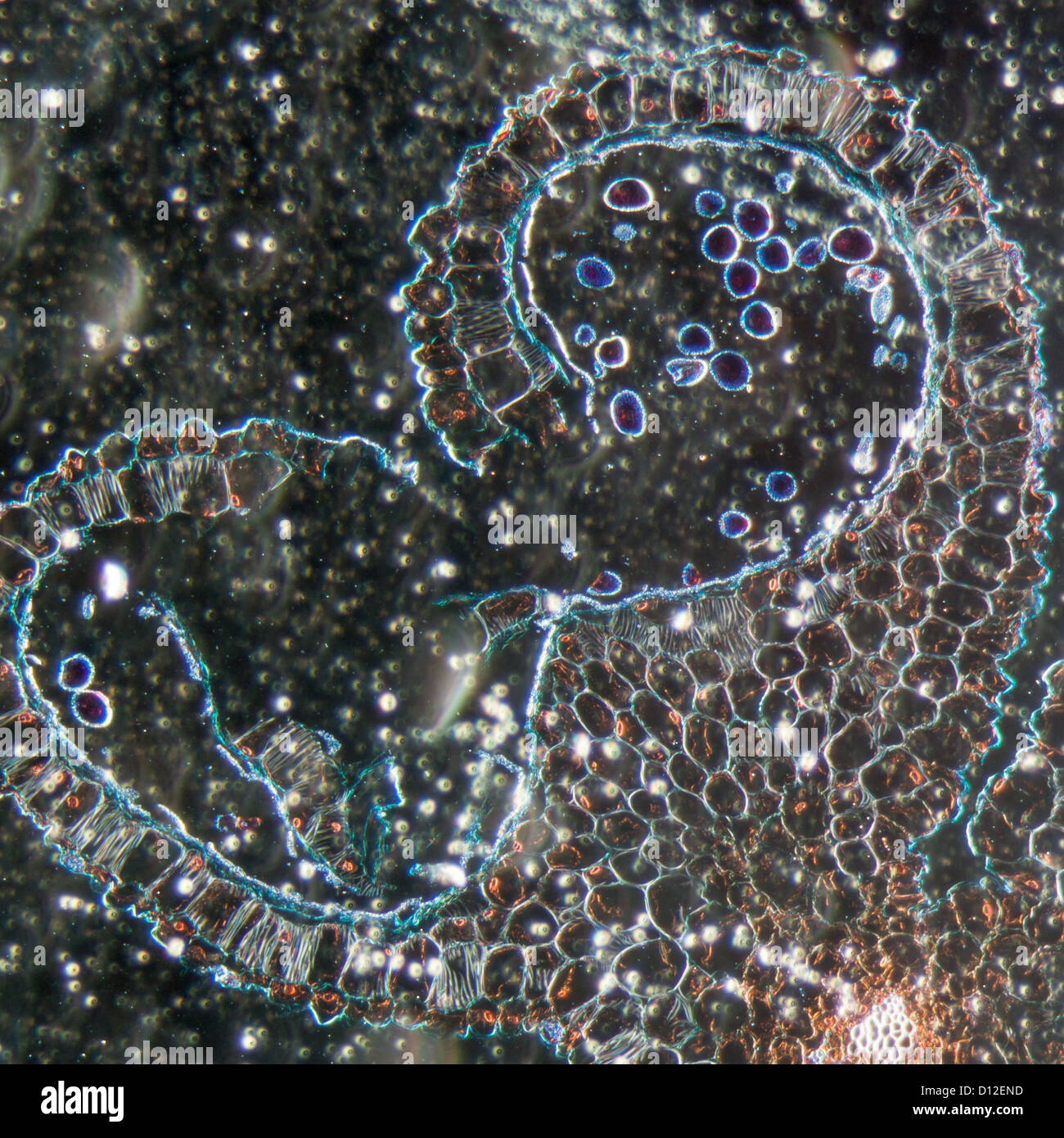 Méiose à cellules de lys Banque de photographies et d’images à haute ...