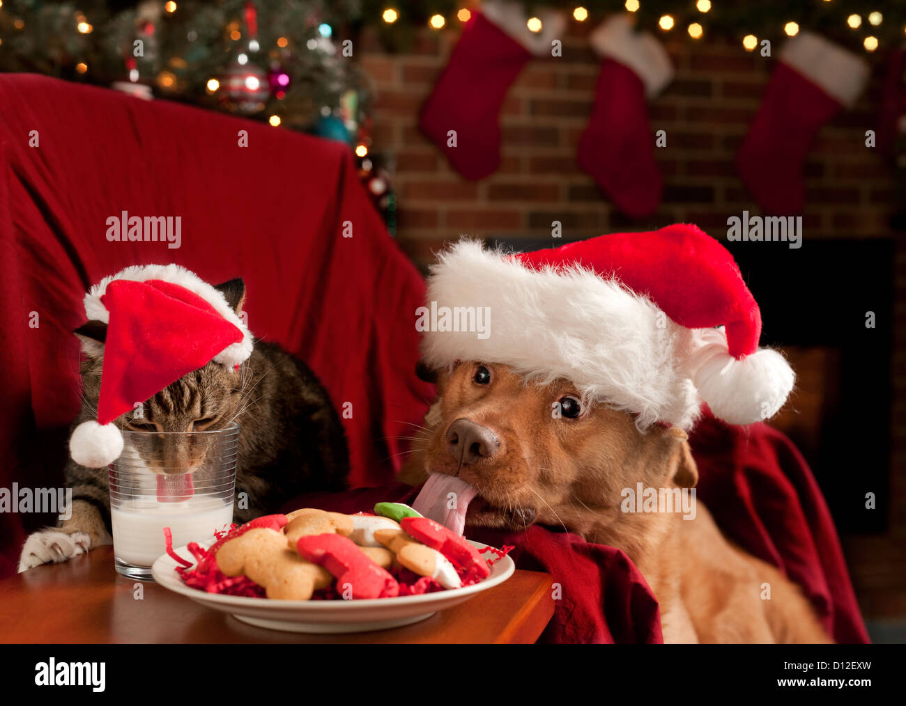 Chien et chat mangent ensemble Banque de photographies et d’images à ...