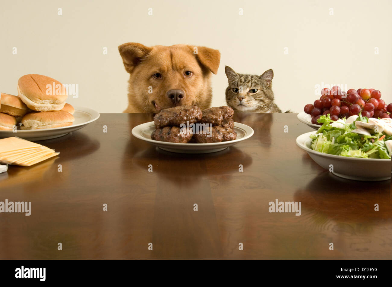 Chien et chat mangent ensemble Banque de photographies et d’images à ...