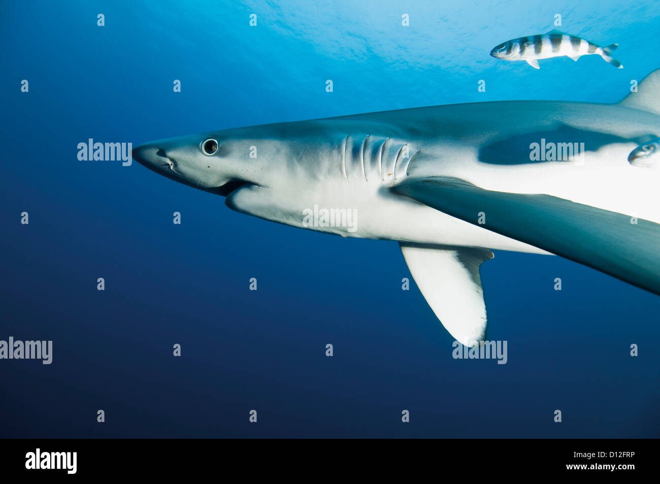Requin avec poisson pilote Banque de photographies et d’images à haute ...