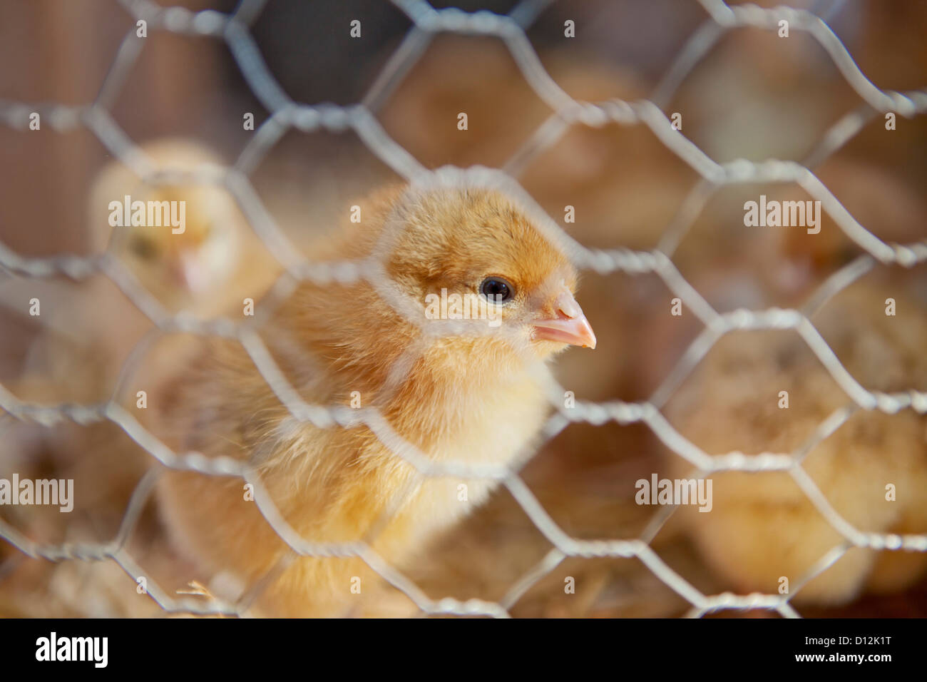 Sineu mallorca animal market Banque de photographies et d’images à ...