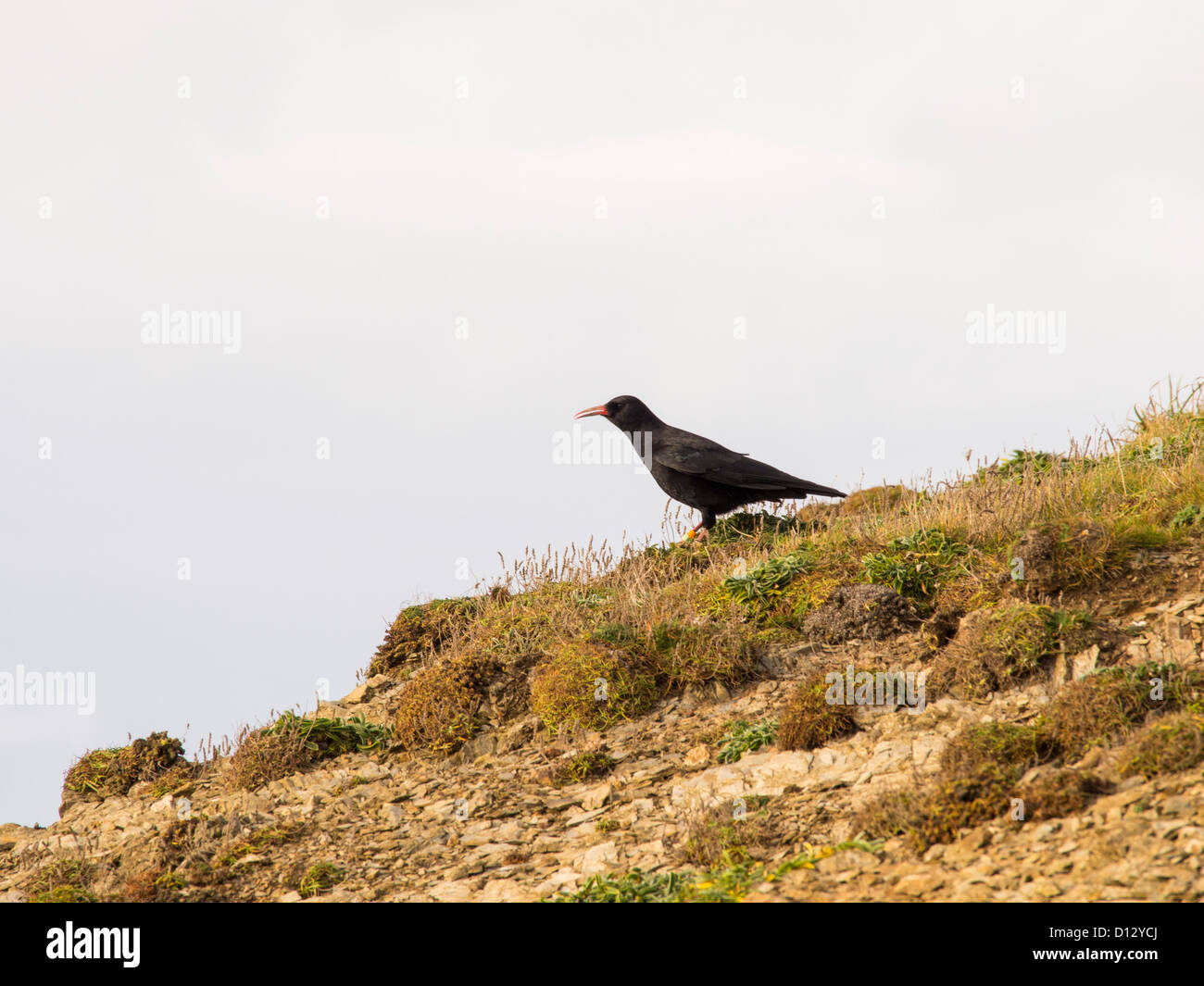 Cornish emblem Banque de photographies et d’images à haute résolution ...