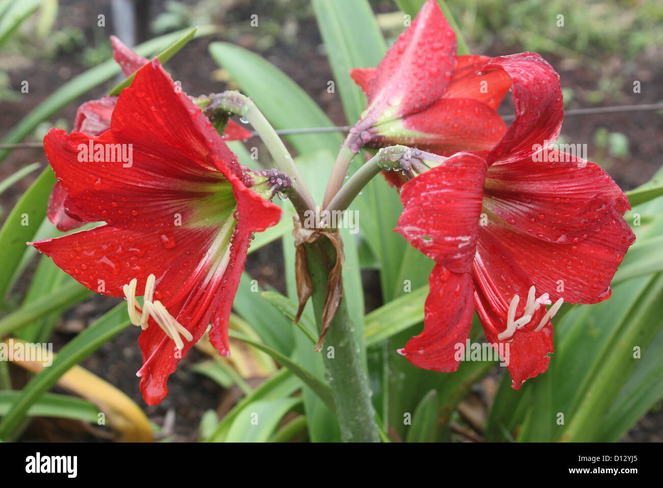 Fleur de lys rouge Banque de photographies et d’images à haute ...