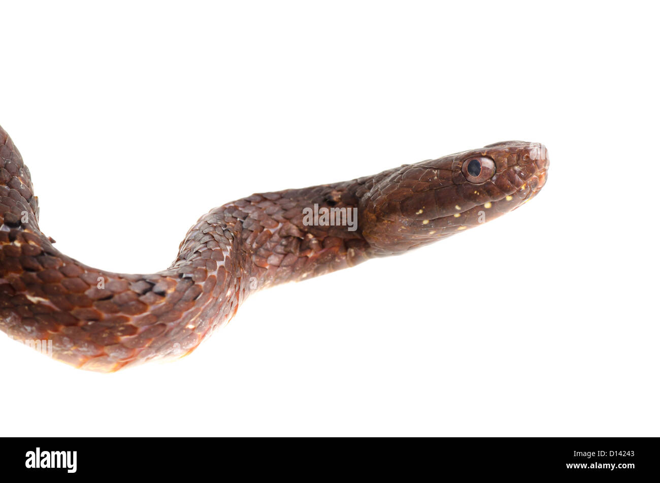 Cobra snakes Banque de photographies et d’images à haute résolution - Alamy