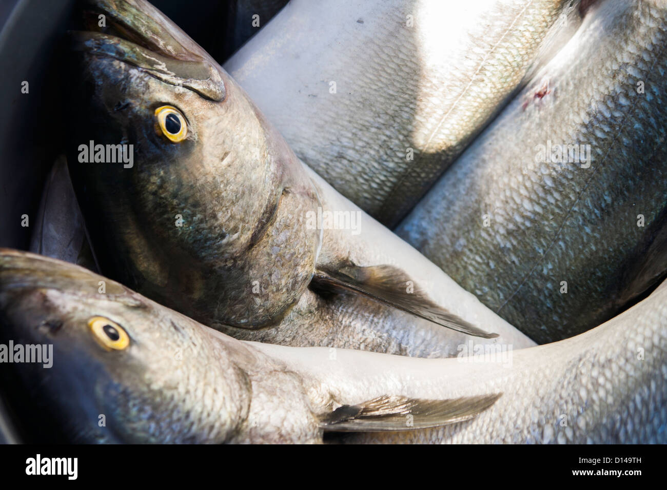 Bluefish pomatomus saltatrix Banque de photographies et d’images à ...