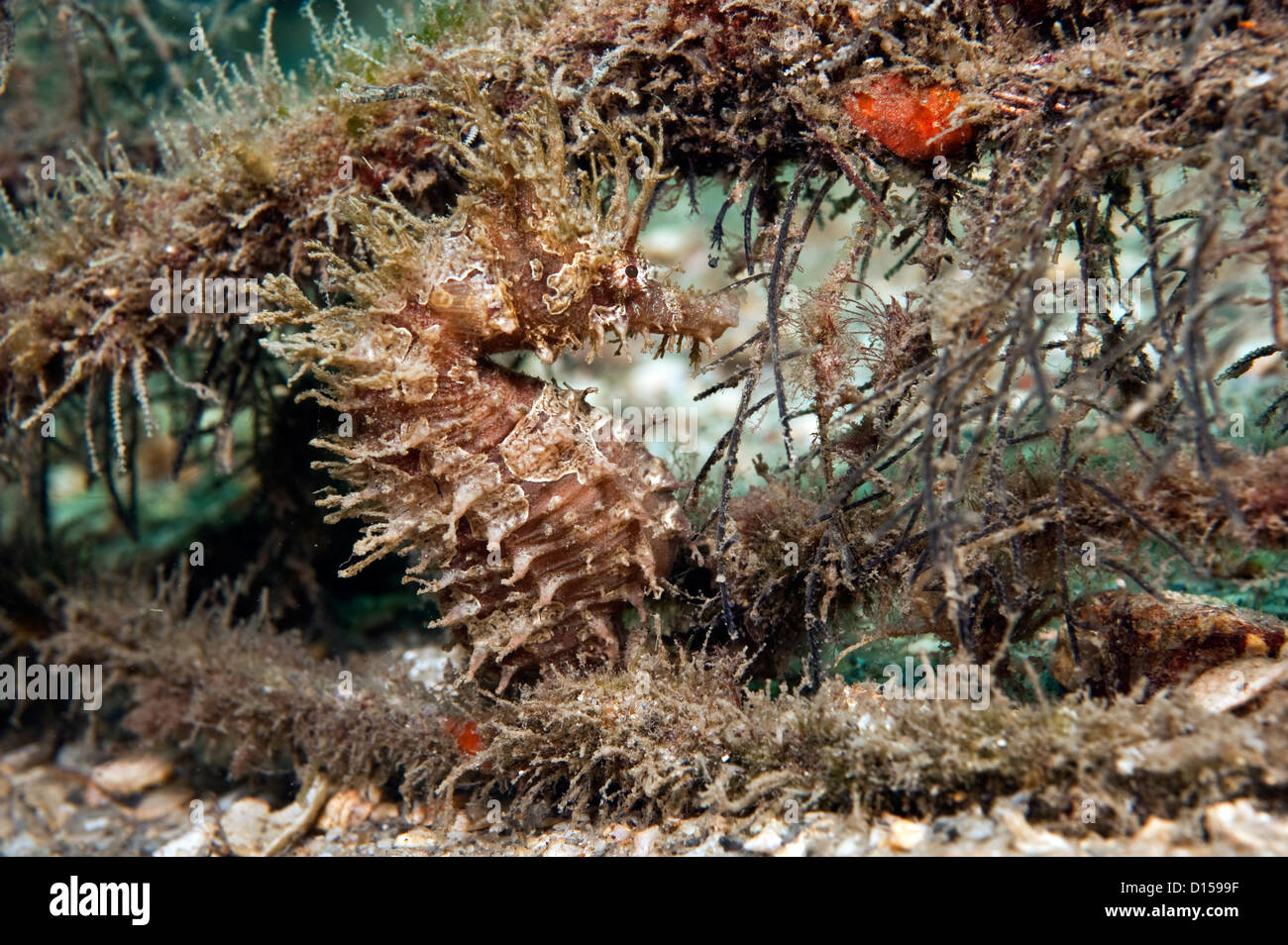 Cheval de mer, bordée d'Hippocampus erectus, cache sous une jetée dans ...