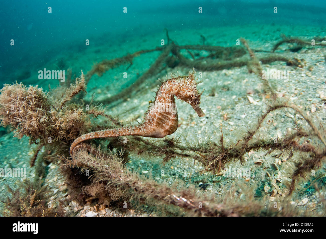 Cheval de mer, bordée d'Hippocampus erectus, cache sous une jetée dans ...