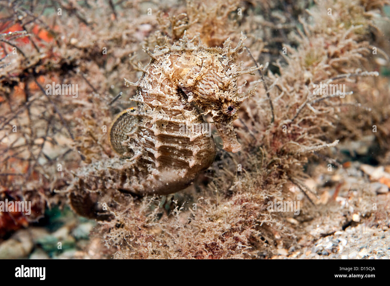 Cheval de mer, bordée d'Hippocampus erectus, cache sous une jetée dans ...