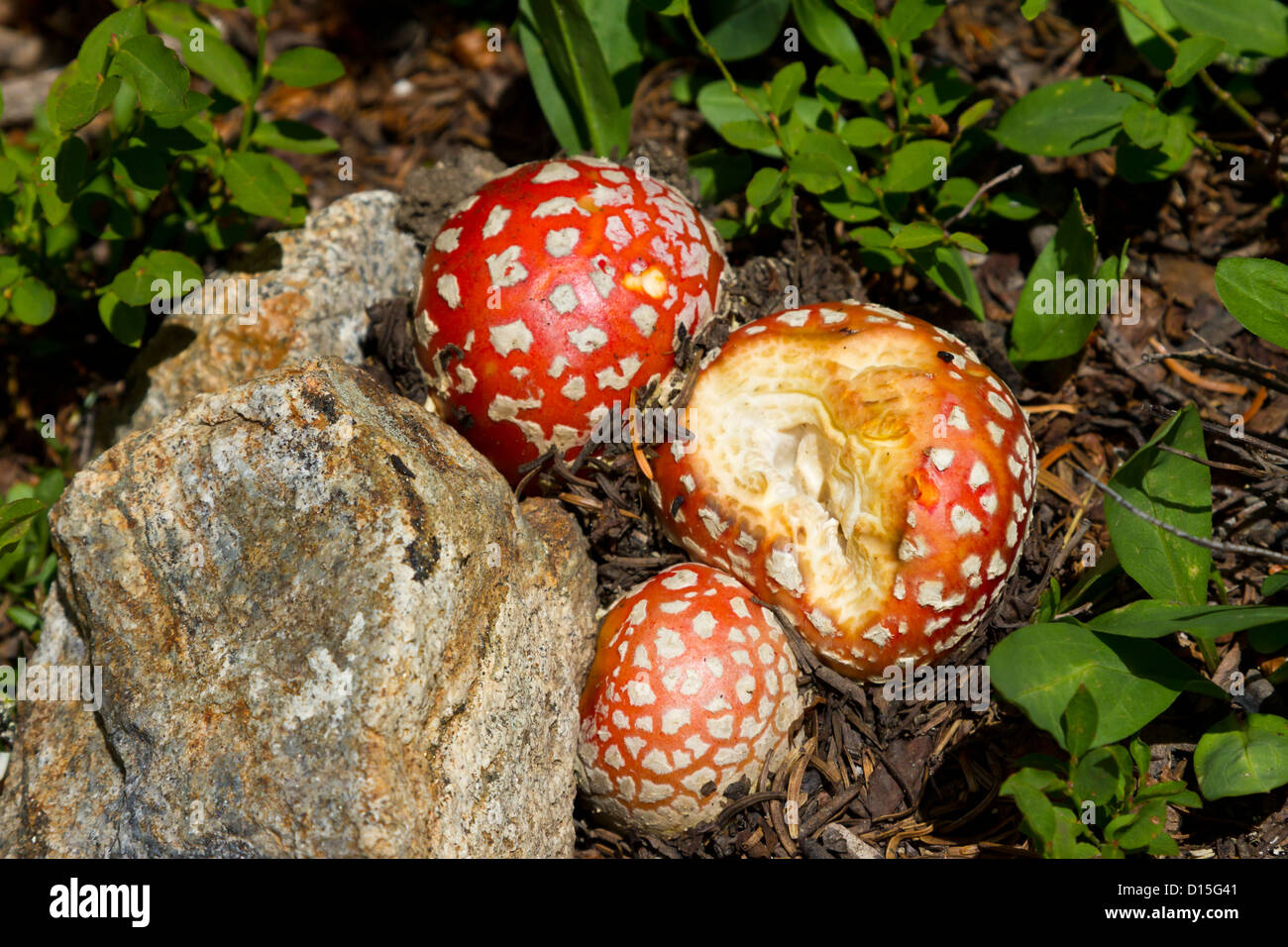 Champignons rouges avec des taches blanches Banque de photographies et ...