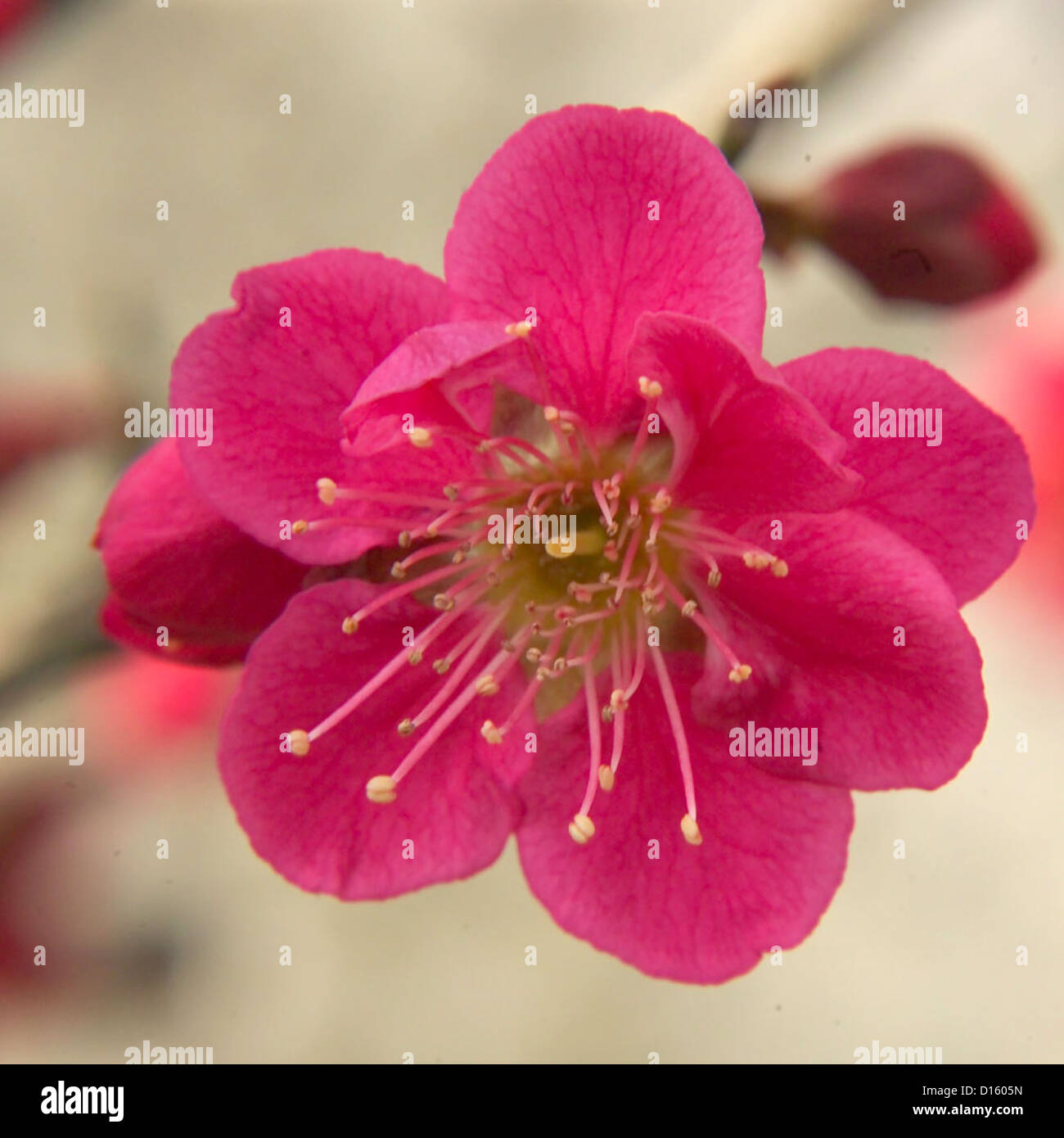 Fleur de prunier rouge Banque de photographies et d’images à haute ...