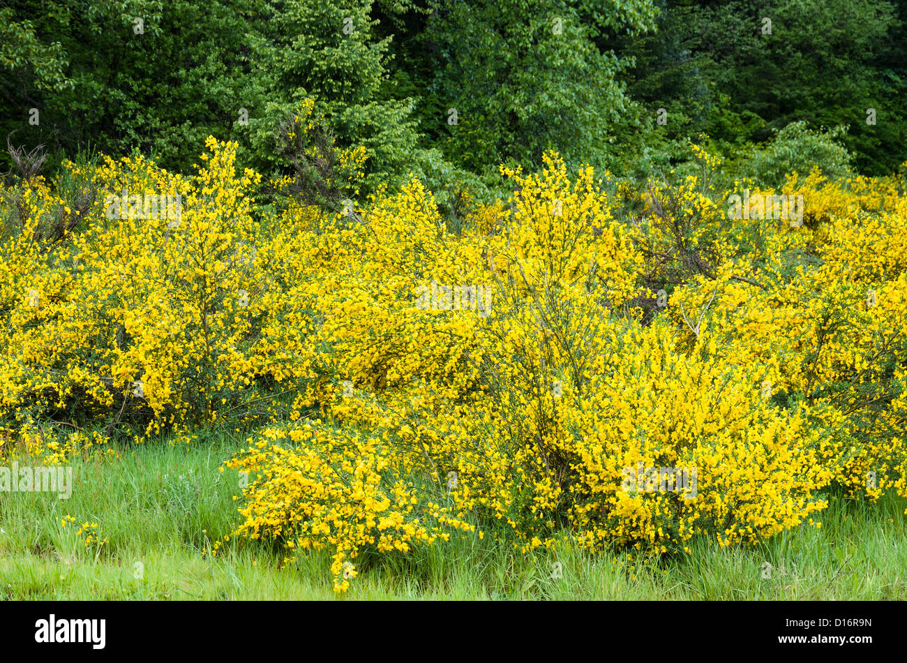 Cytisus Scorparius ou le genêt à balai une espèce envahissante Photo ...