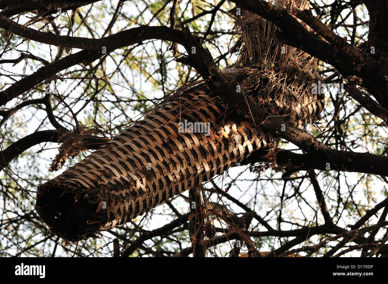 Afrique insecte abeille roberto nistri Banque de photographies et d ...