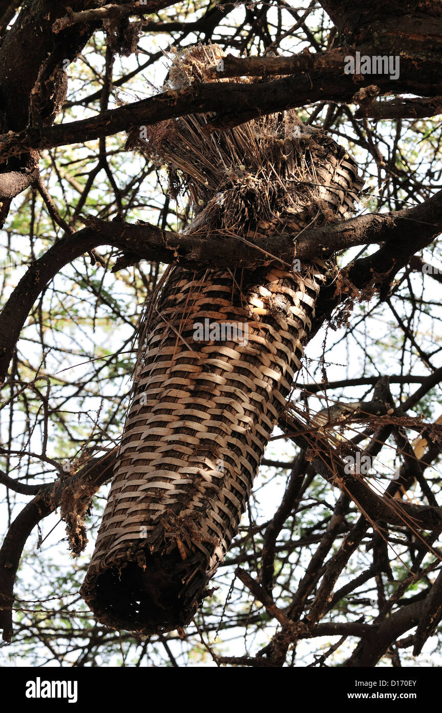 Afrique insecte abeille roberto nistri Banque de photographies et d ...