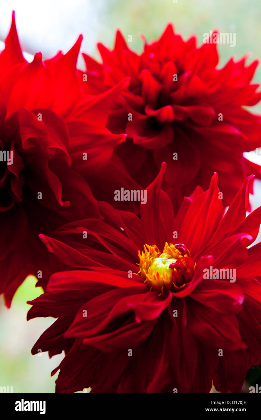 Fleurs de dahlia rouge Banque de photographies et d’images à haute ...