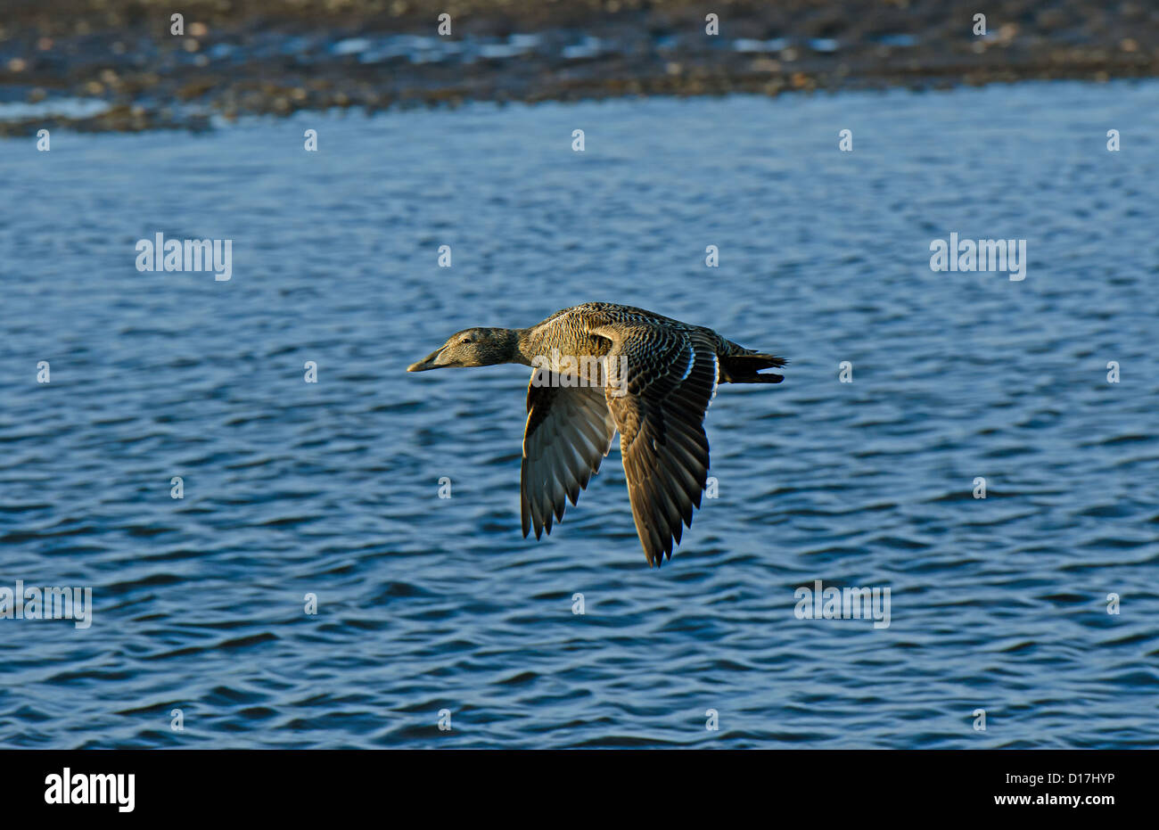 Eider canard femelle Banque de photographies et d’images à haute ...