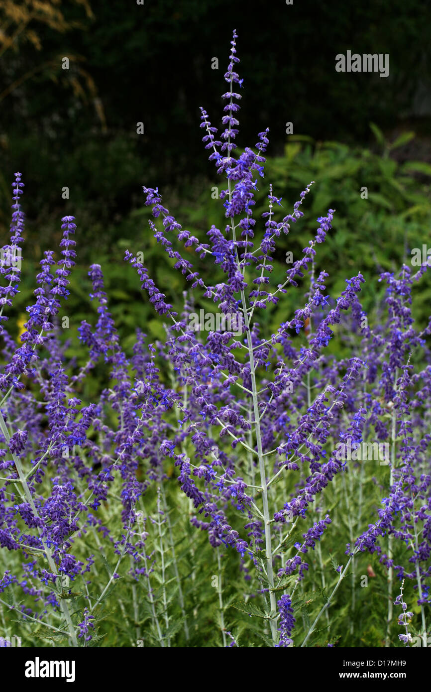 Russian sage perovskia atriplicifolia Banque de photographies et d ...