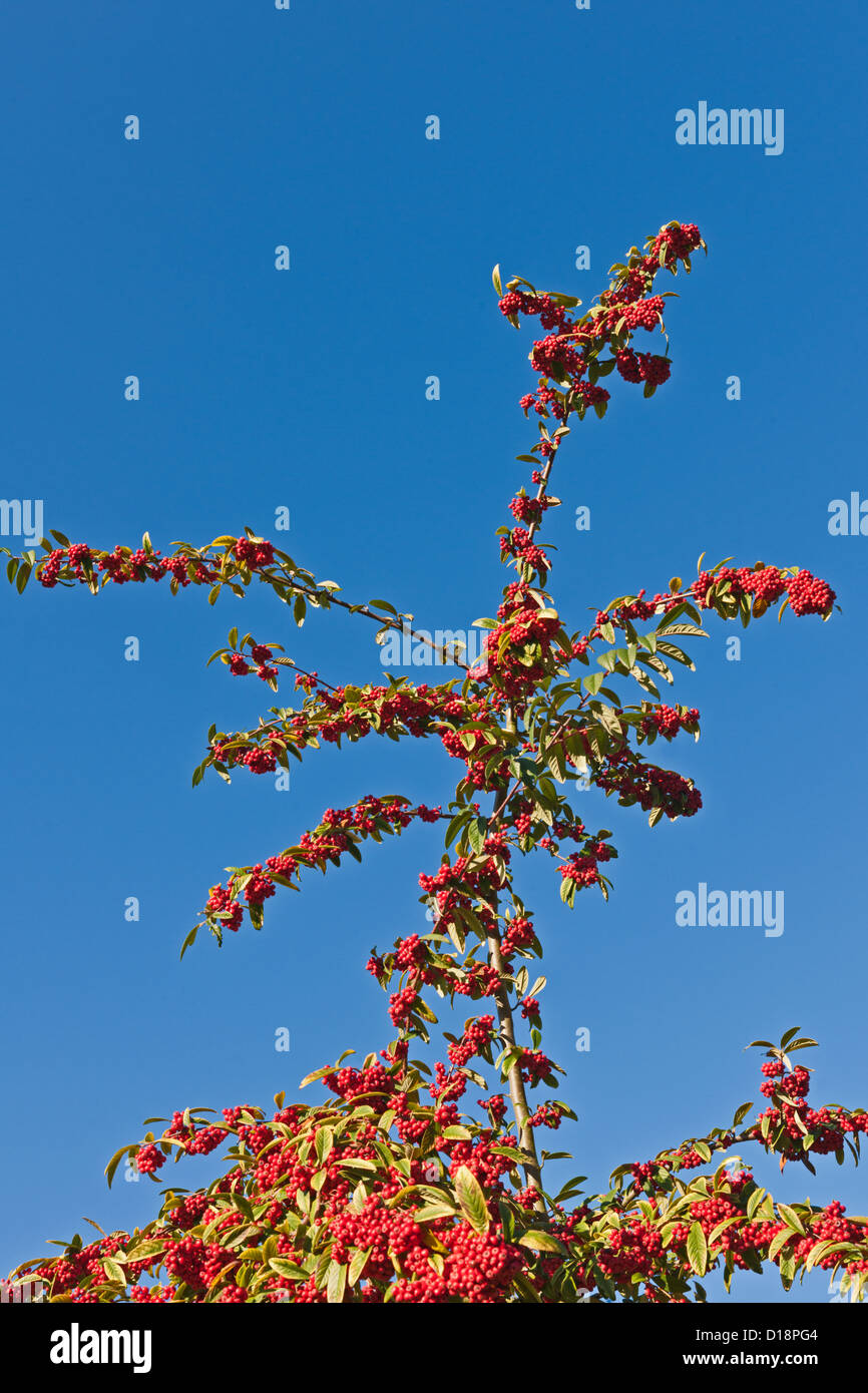 Cotoneaster tree Banque de photographies et d’images à haute résolution ...