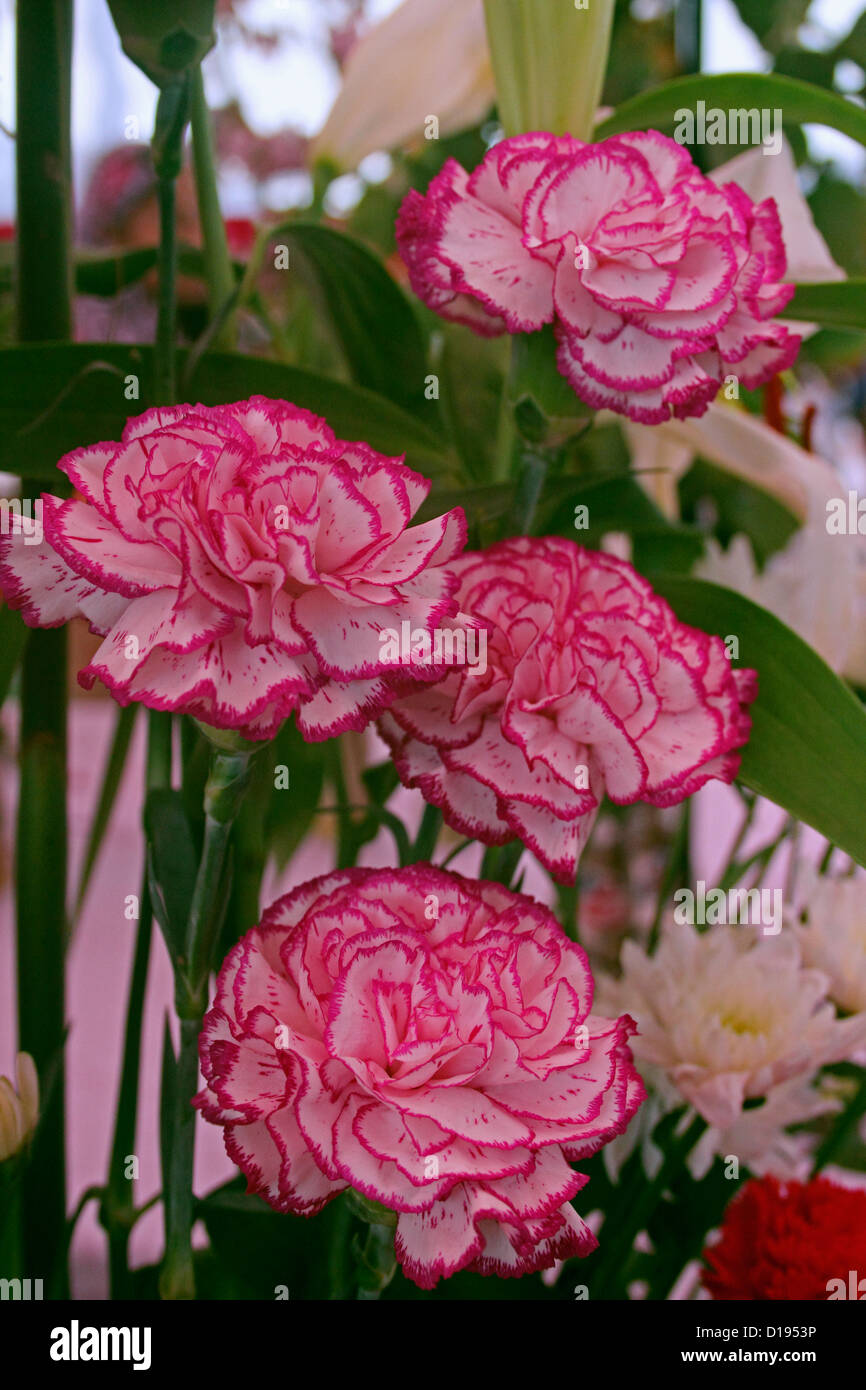 Oeillet dianthus caryophyllus Banque de photographies et d’images à ...