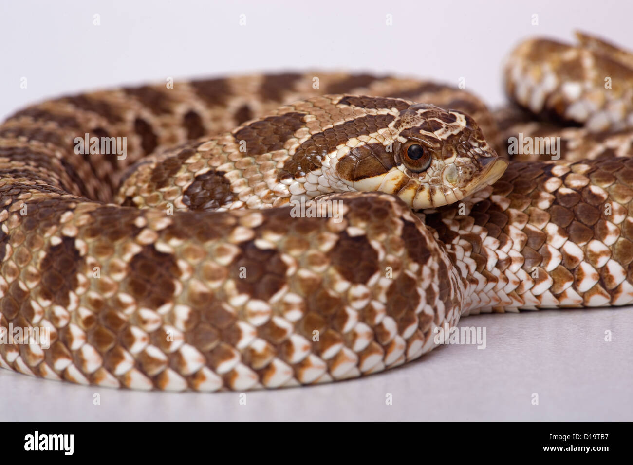 Heterodon nasicus nasicus Banque de photographies et d’images à haute ...