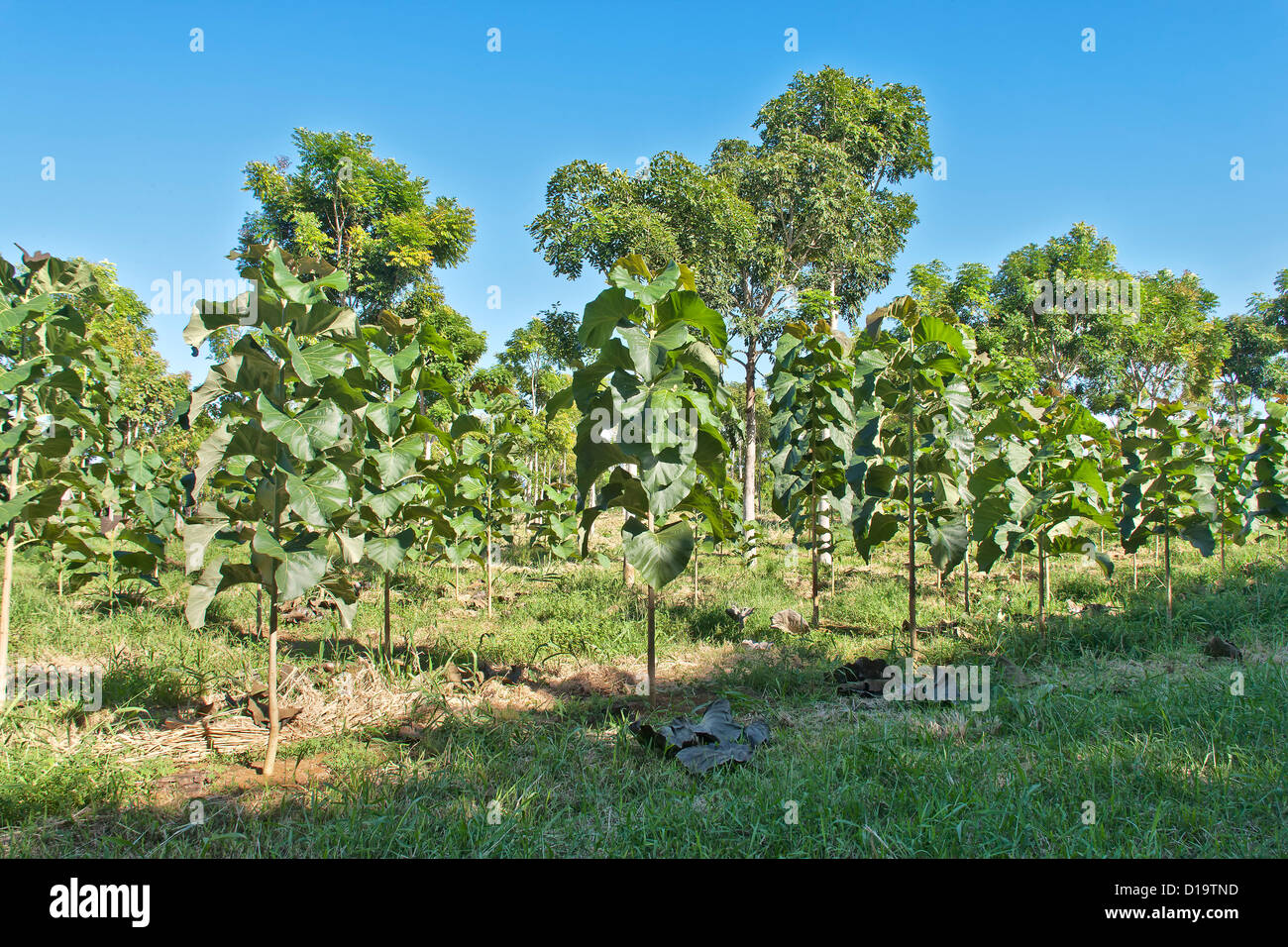 Les jeunes 'plantation de teck Tectona grandis Photo Stock - Alamy