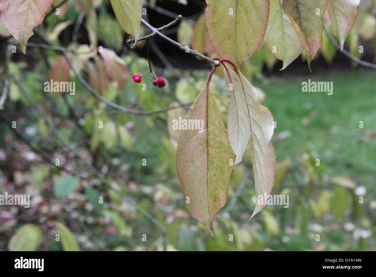 Euonymus europaeus spindle tree Banque de photographies et d’images à ...
