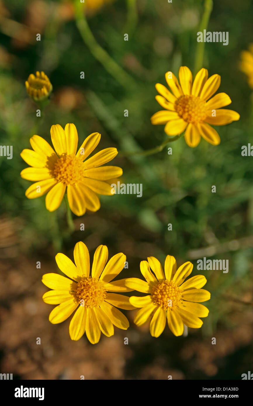 Fleur de sonki Banque de photographies et d’images à haute résolution ...