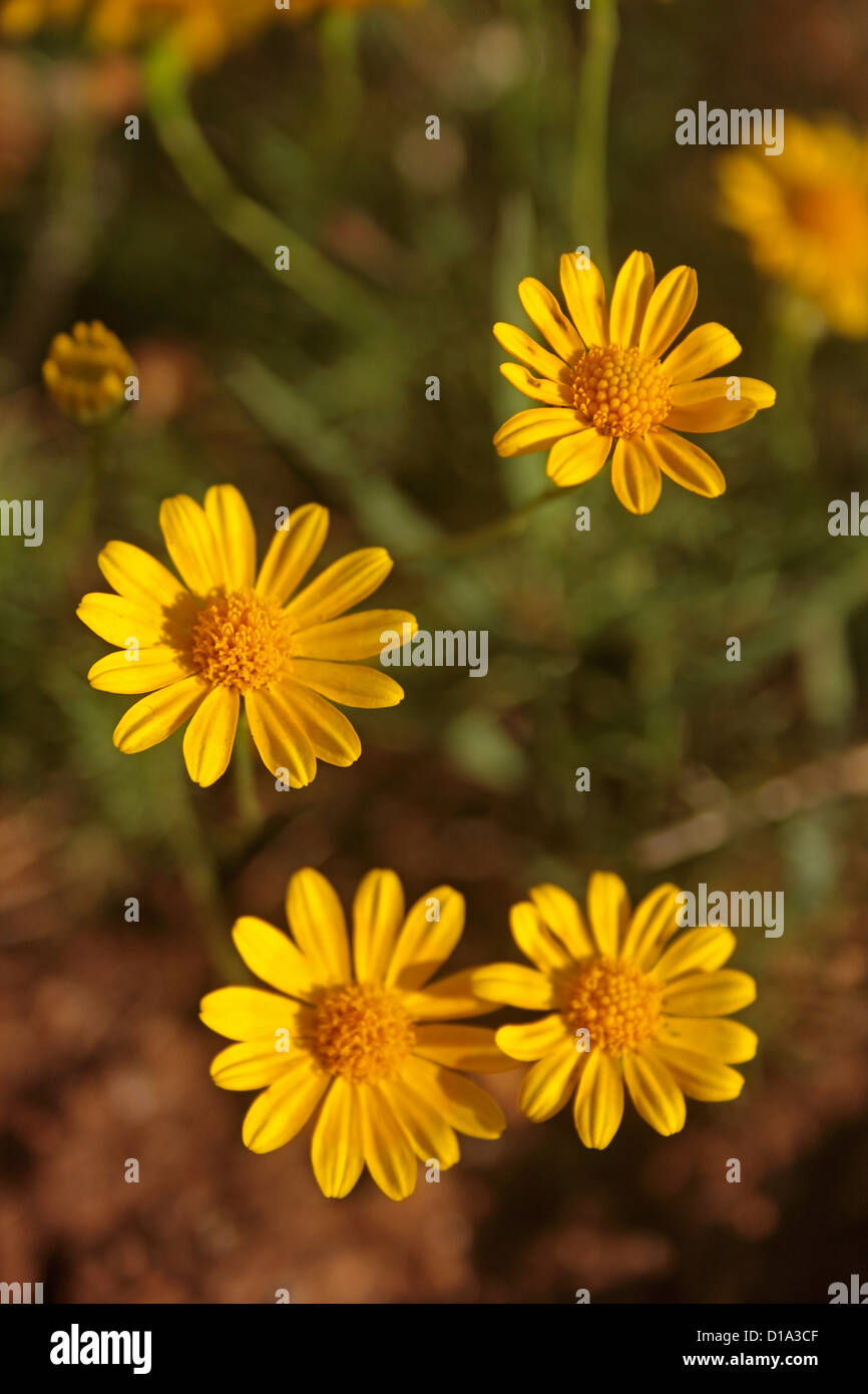 Senecio bombayensis sonki Banque de photographies et d’images à haute ...