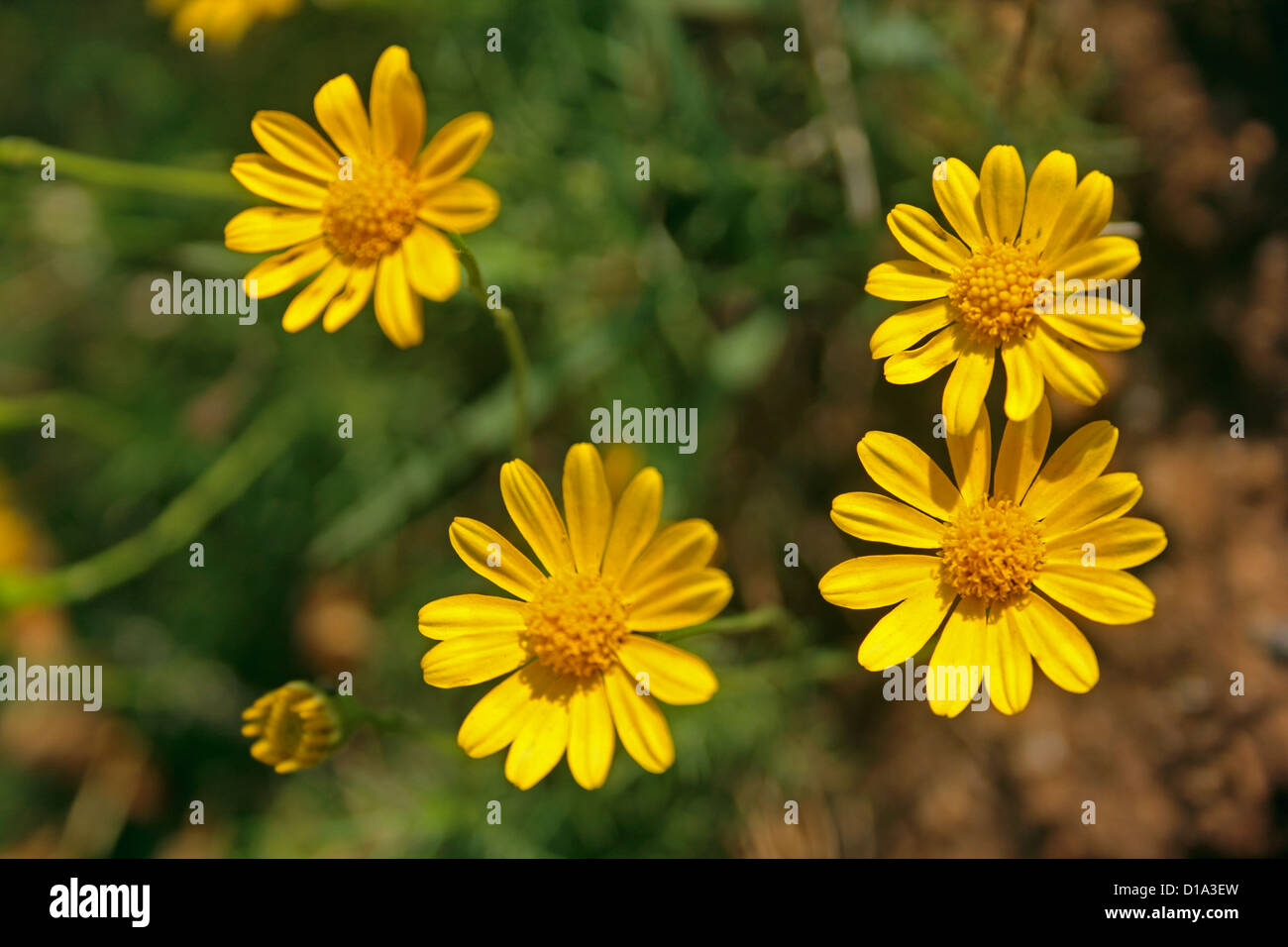 Senecio bombayensis sonki Banque de photographies et d’images à haute ...