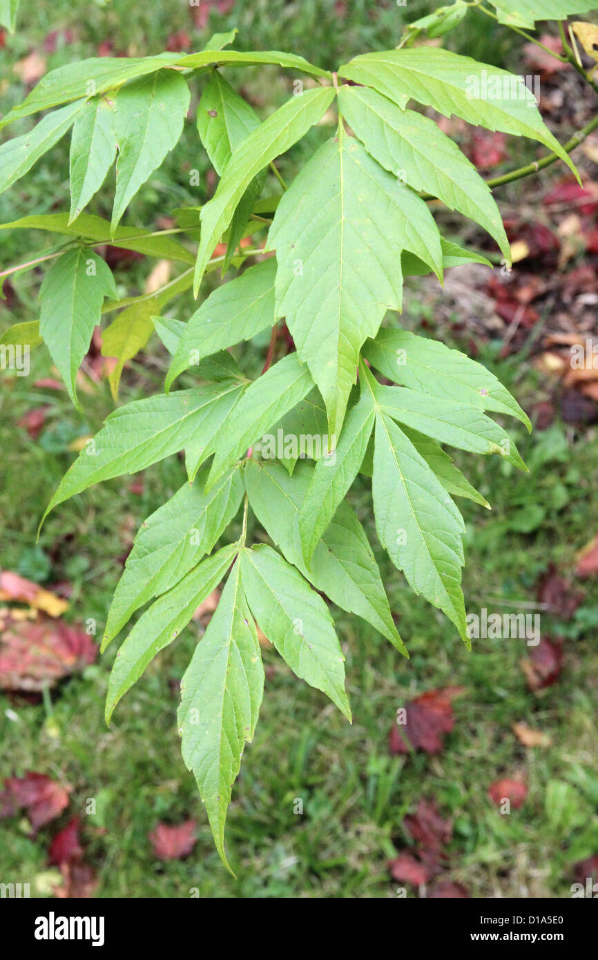Acer Negundo Banque d'image et photos - Alamy