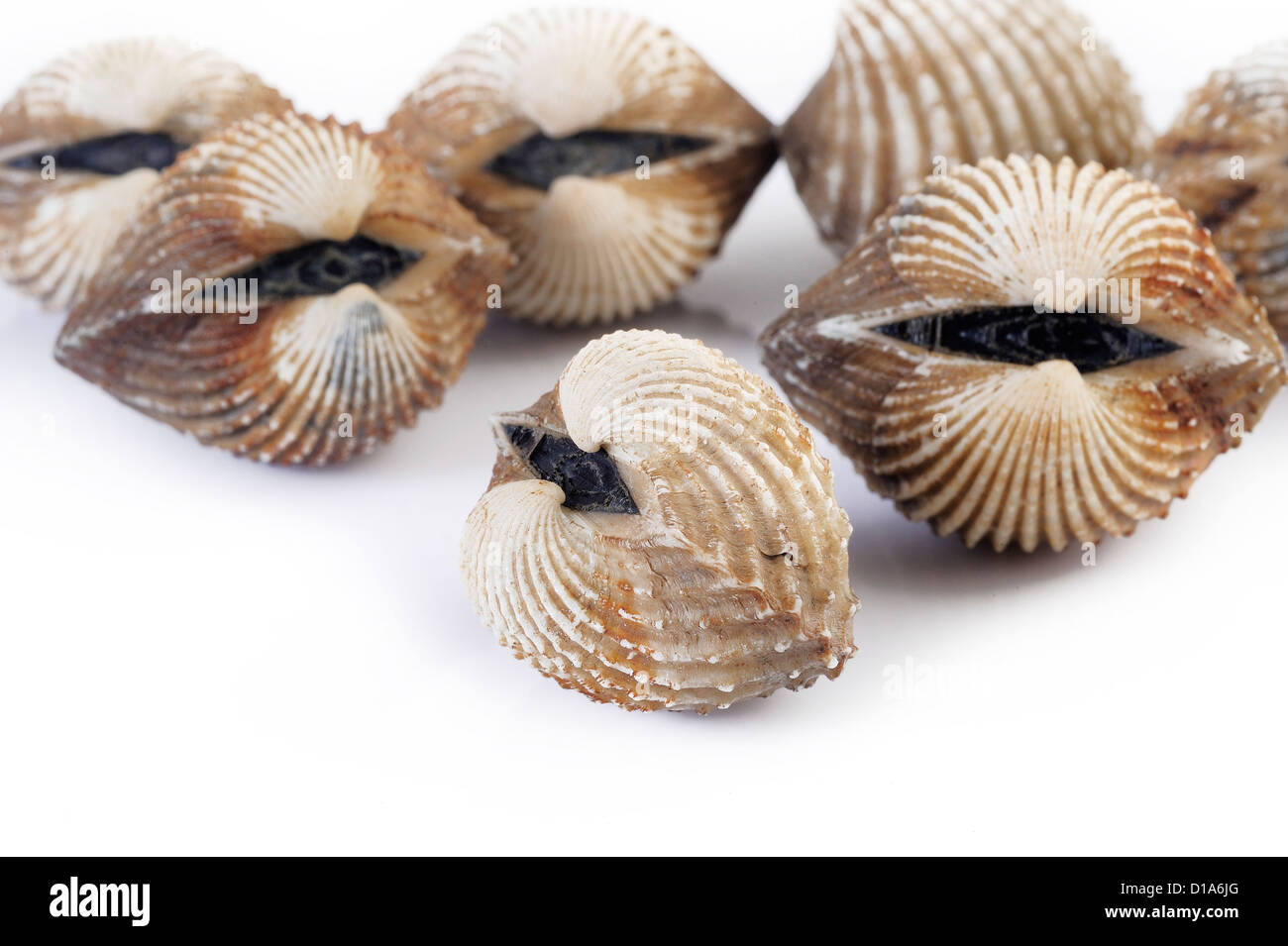 Coques comestibles Banque de photographies et d’images à haute ...