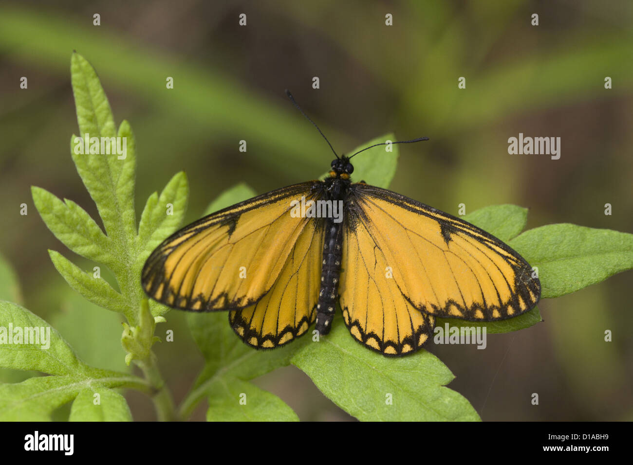 Acraea issoria Banque de photographies et d’images à haute résolution ...