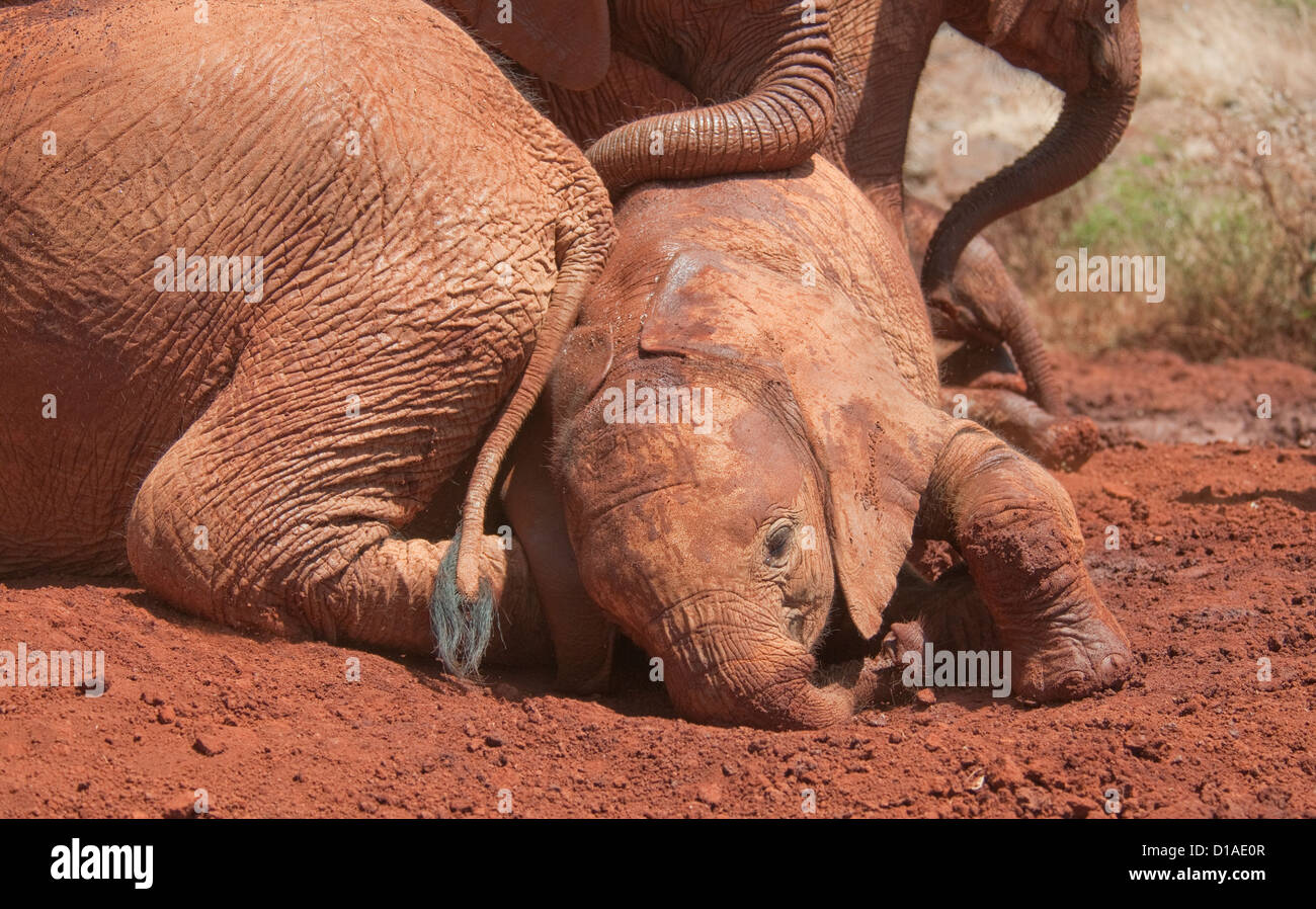 éléphant afrique couché Banque de photographies et d’images à haute ...