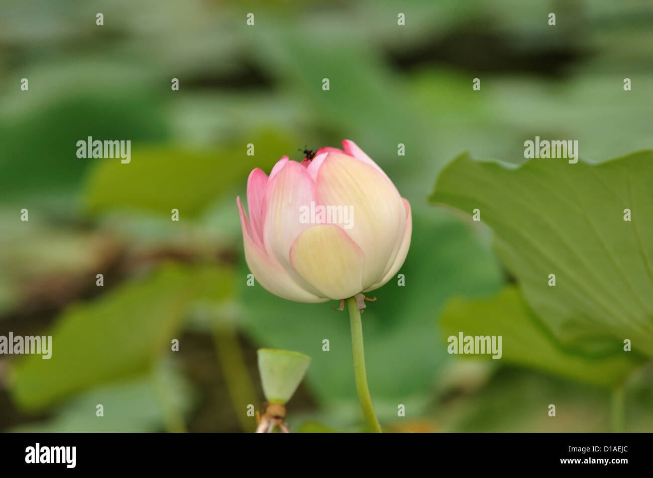 Pink lotus the national flower of india Banque de photographies et d ...