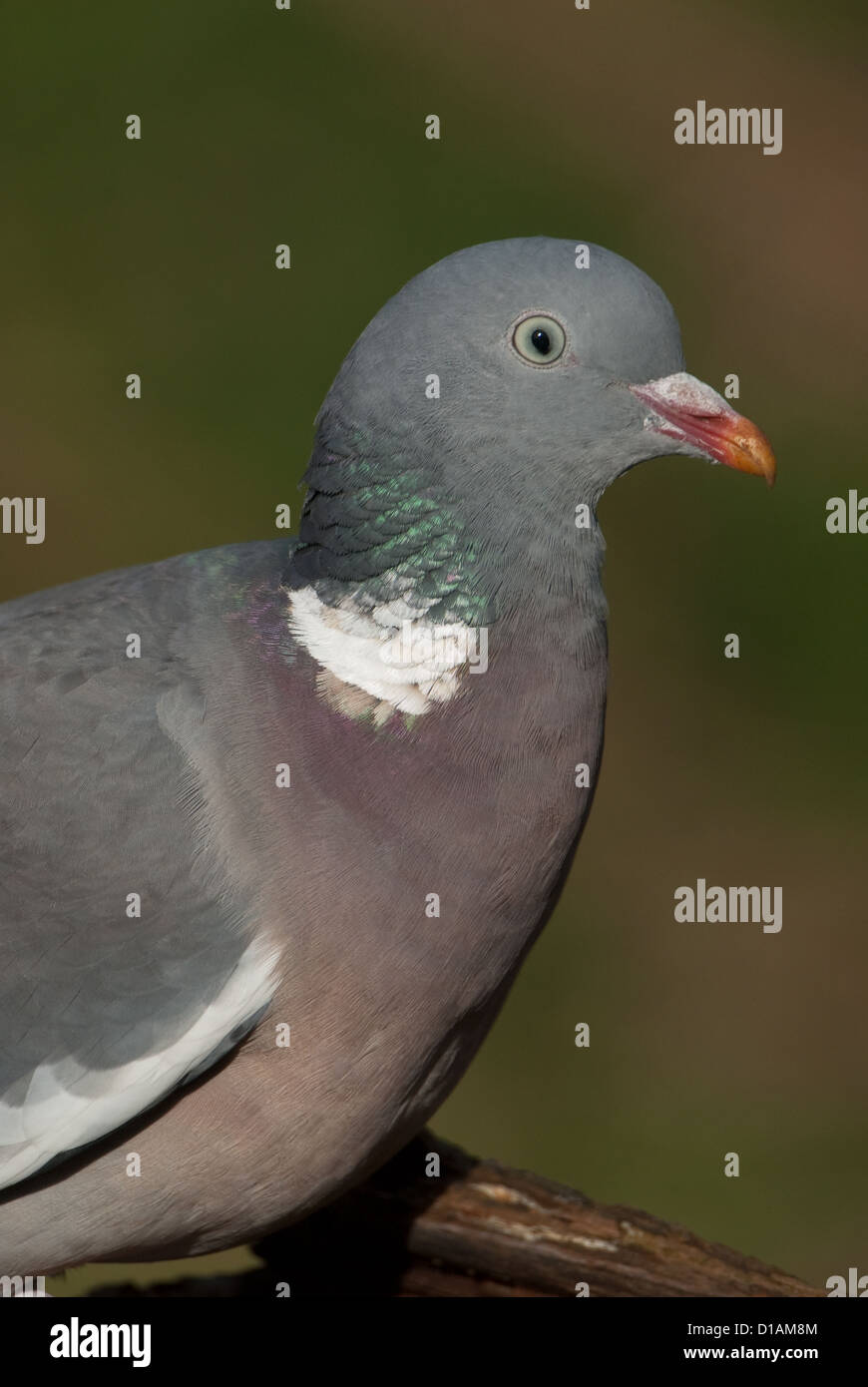 Gros plan, pigeon ramier Banque de photographies et d’images à haute ...