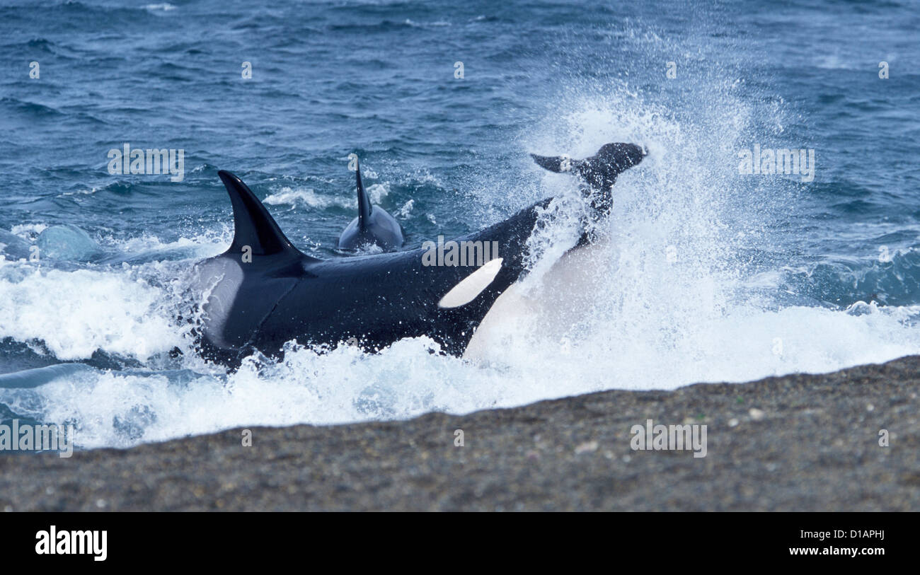 Orque chasse Banque de photographies et d’images à haute résolution - Alamy