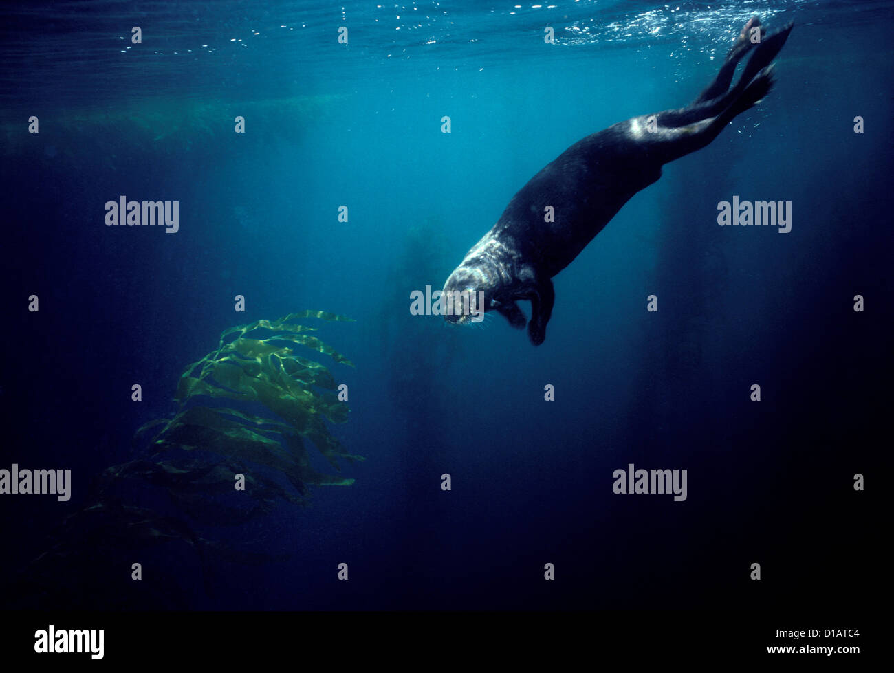 Loutre de mer.Enhydra lutris..plongée dans la forêt de varech, la baie ...