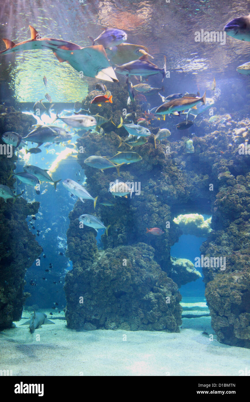 Musée Océanographique de Monaco, Principauté de Monaco, Monte Carlo ...