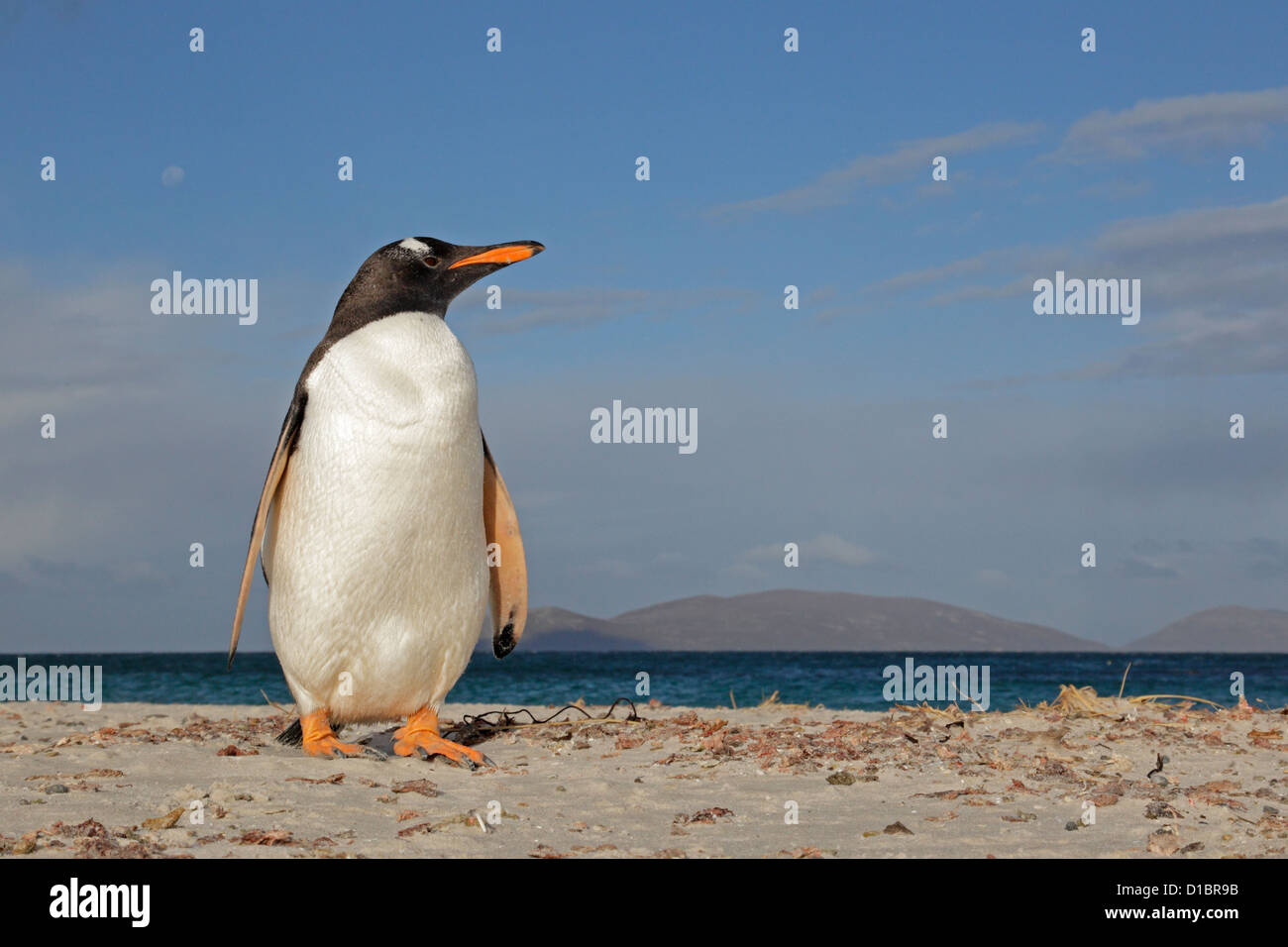 Pingouin sur la plage Banque de photographies et d’images à haute ...