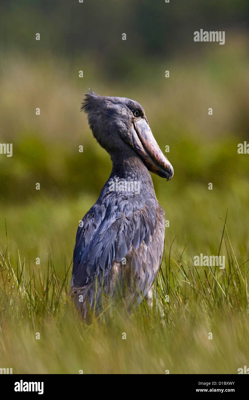 Bec-en-sabot du Nil (Balaeniceps rex) la chasse dans les zones humides ...