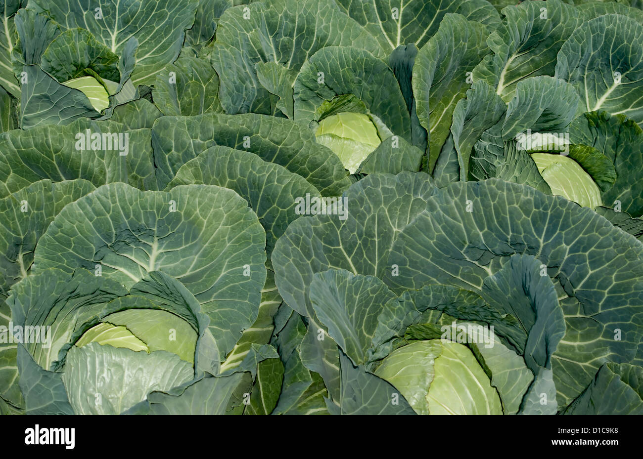 The cabbage patch Banque de photographies et d’images à haute ...