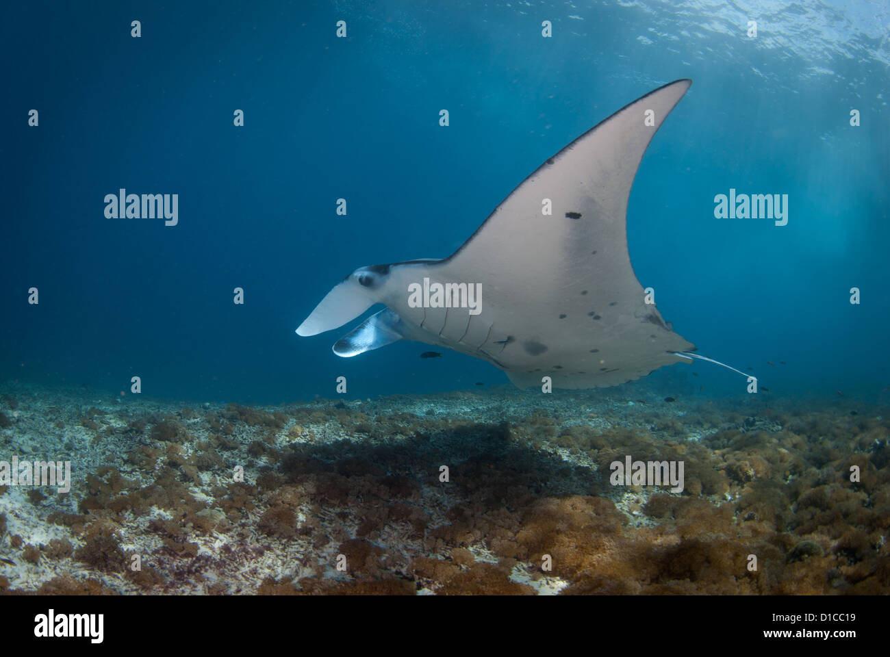 Raie manta magnifique raie manta Banque de photographies et d’images à ...