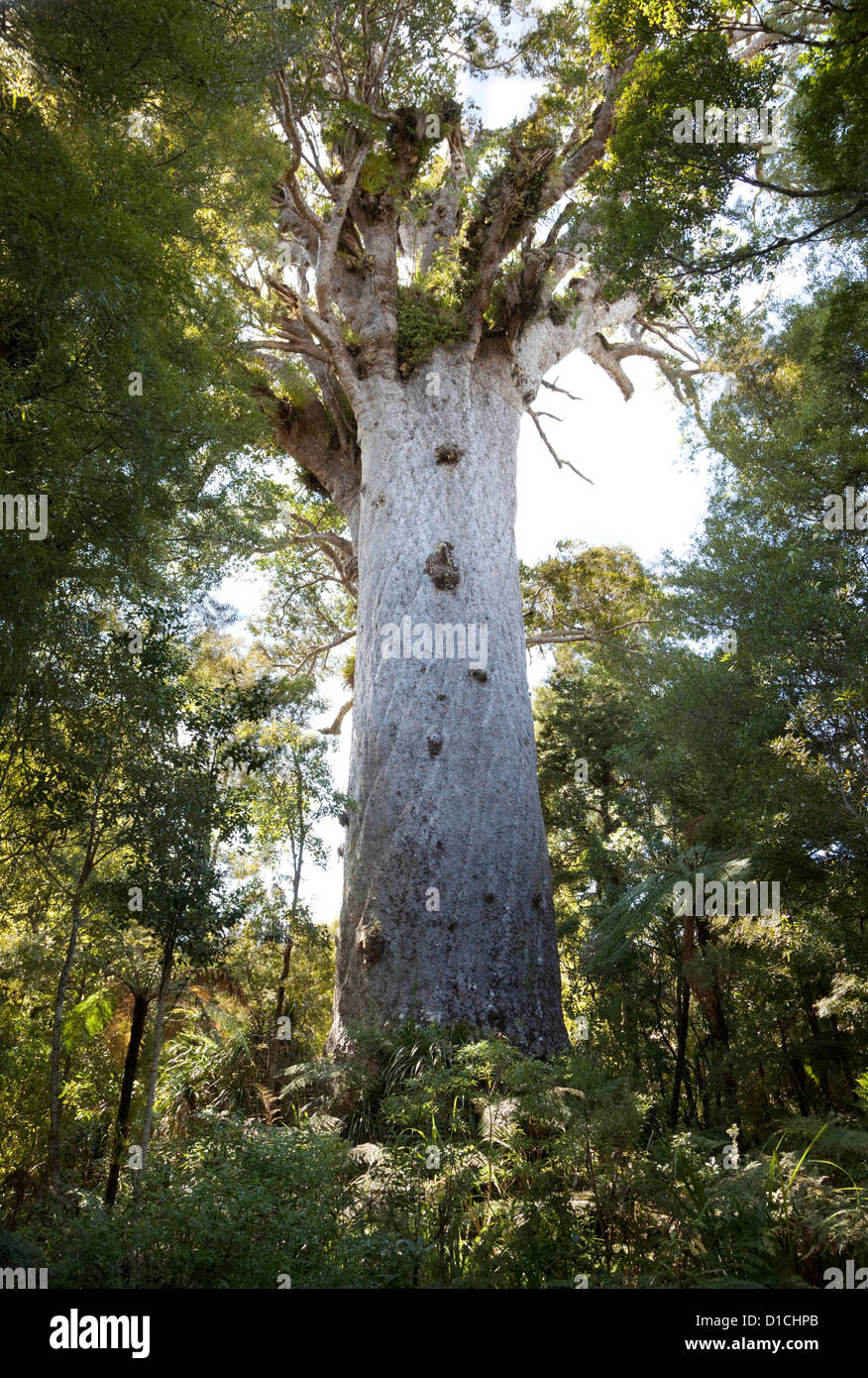La Nouvelle-Zélande. Tane Mahuta, plus gros arbre Kauri. Waipoua Forest ...