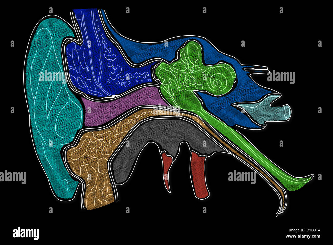 La structure de l'oreille humaine Photo Stock - Alamy