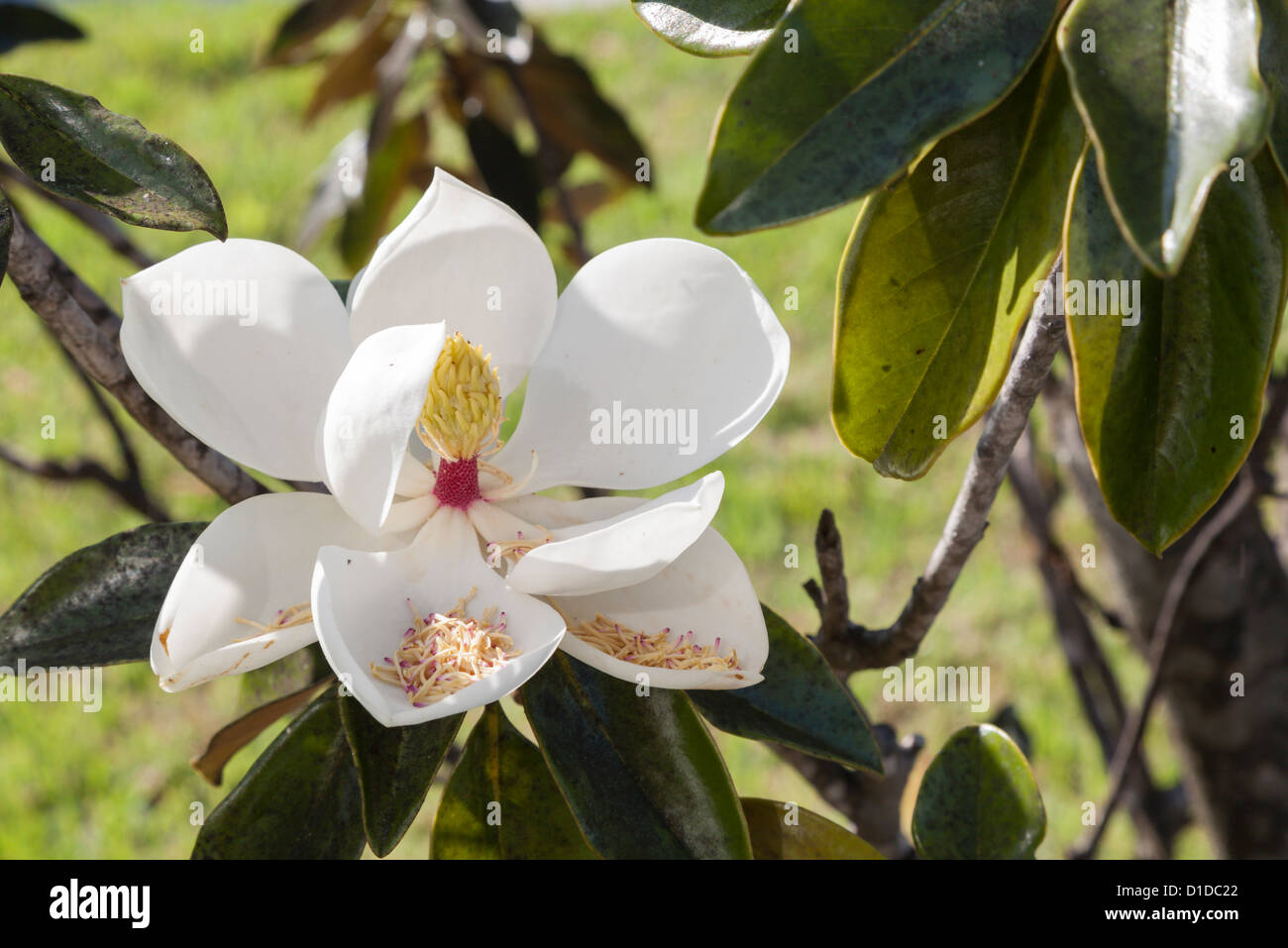 Fleur de magnolia (Magnolia grandiflora) en pleine floraison Photo ...