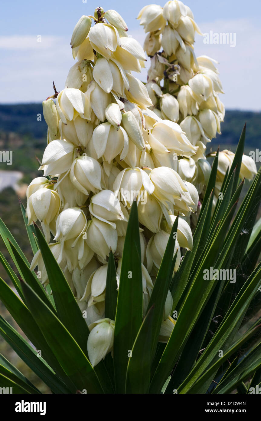 Yucca angustifolia Banque de photographies et d’images à haute ...