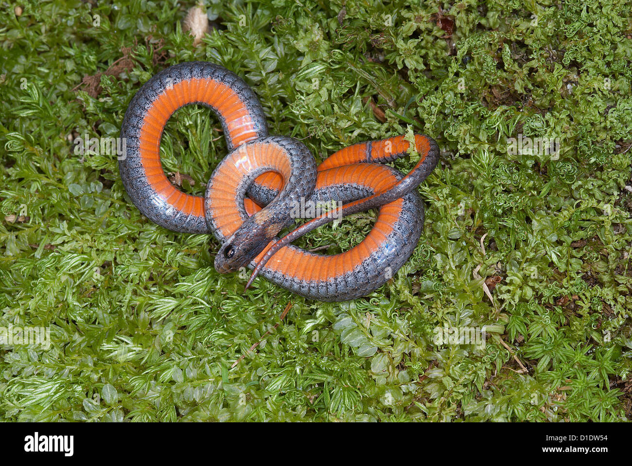 Couleuvre à ventre rouge Banque de photographies et d’images à haute ...