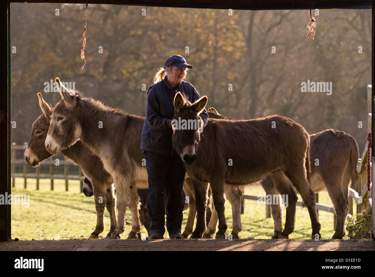 Travailleur rspca Banque de photographies et d’images à haute ...