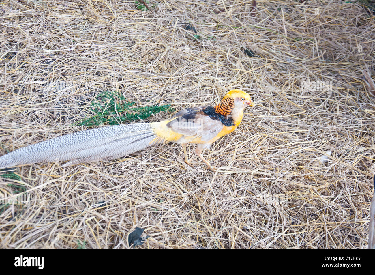 Faisan doré Banque de photographies et d’images à haute résolution - Alamy