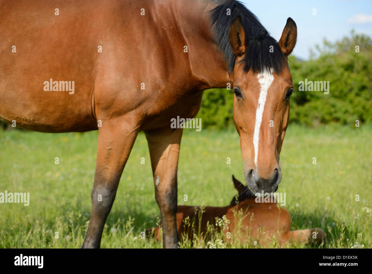 Cheval avec poulain Banque de photographies et d’images à haute ...