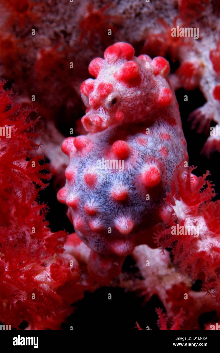 Pygmy seahorse hippocampus bargibanti Banque de photographies et d ...